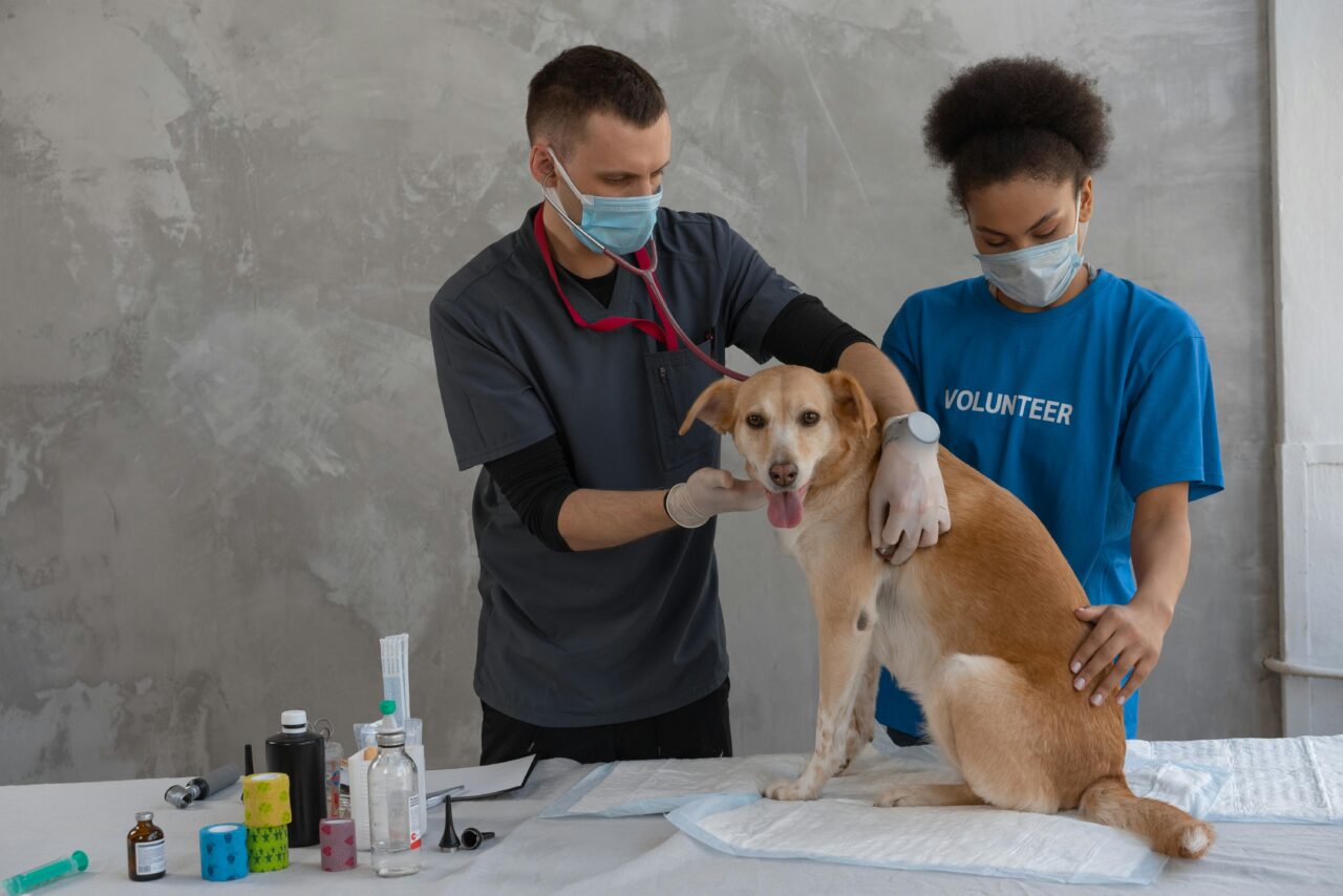 Veterinary Technicians vs. Veterinarians