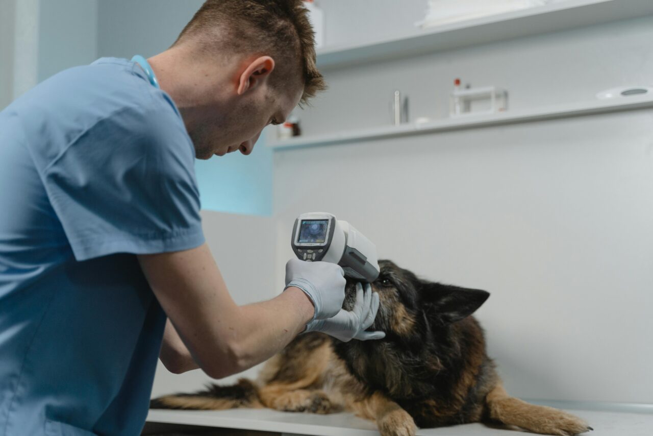 The Future of Veterinary Technology: Trends and Innovations - OC ...